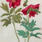 Die Pfingstrose wird als Rose ohne Dornen verehrt - Haushaltstipps und ...